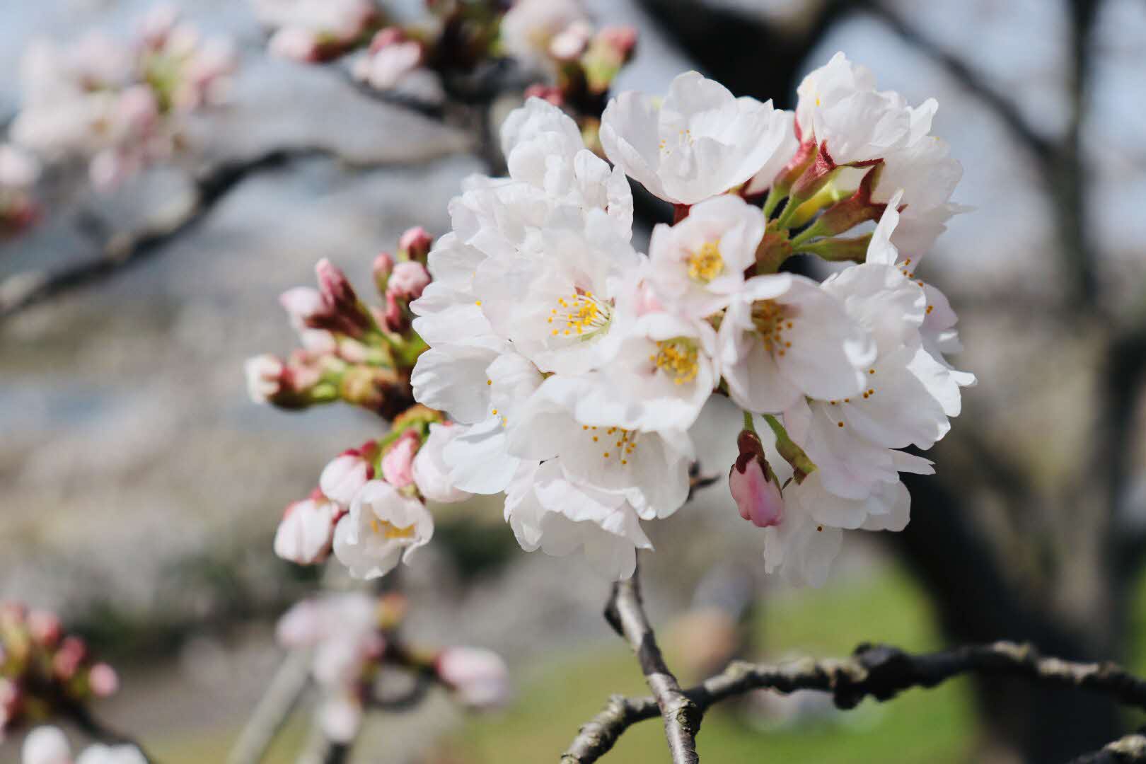 木次線に乗って桜まつりに行こう ～[雲南食堂]で使える300円チケットをプレゼント～ | 木次線利活用推進協議会 木次線ポータルサイト